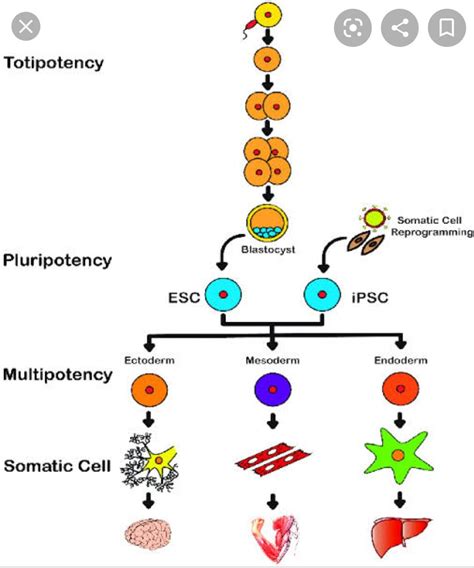 What Deffrent Between Totipotent And Pluripotent And Multipotent Cells