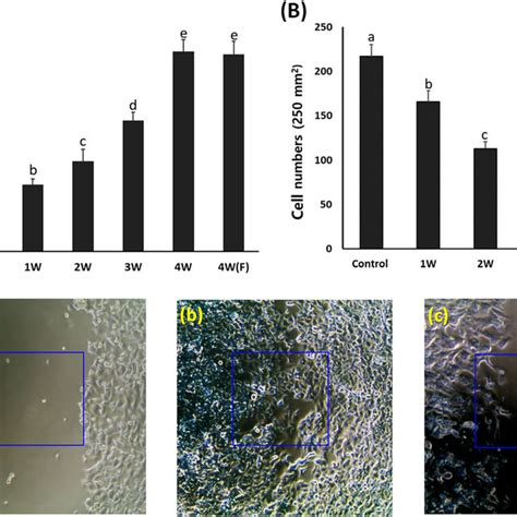 Analysis Of Cell Cycle Phase In A549 Cancer Cells Treated With 50 μm