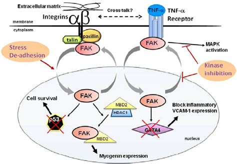 A Working Model For Fak Shuttling Between The Cytosol And The Nucleus