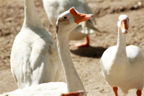 How Long Do Geese Live Howdozf