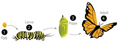 complete metamorphosis in insects ask a biologist