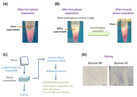 Dna Extraction Techniques