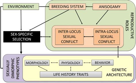 Evolution Of Sex Specific Pols Anisogamy Causes The Sexes To Invest