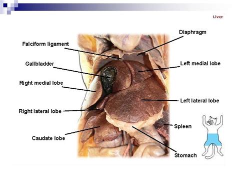Cat Dissection Digestive Labs Sphenoidal Sinus Frontal Sinus