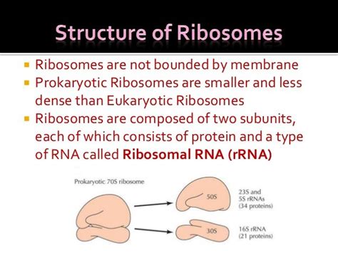 Ribosomes Structure And Function