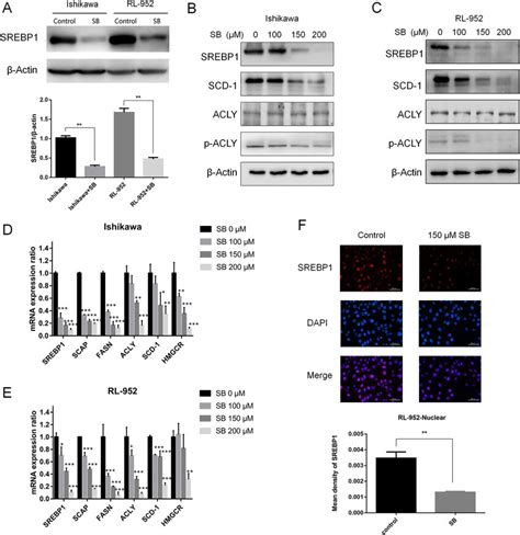 Silibinin Inhibited Srebp1 Expression And Down Regulated Lipid