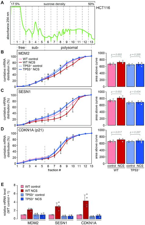 P53 Dependent Translational Advantage Of Mdm2 Sesn1 And Cdkn1a Mrnas
