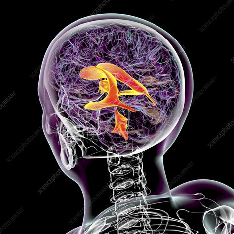Ventricular System Of The Brain Illustration Stock Image F040 4170