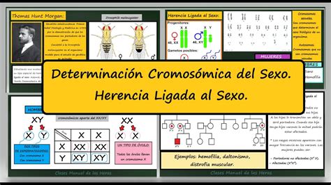 Determinación Cromosómica Del Sexo Herencia Ligada Al Sexo Daltonismo