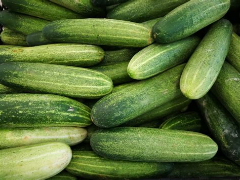 grow cucumber in greenhouse access garden products
