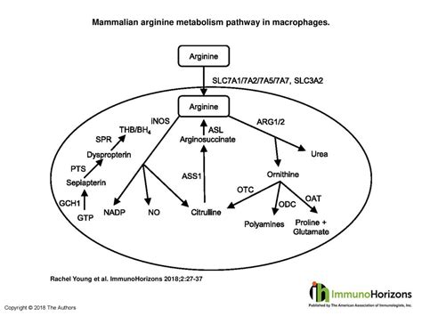 Mammalian Arginine Metabolism Pathway In Macrophages Ppt Download