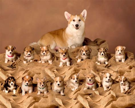 Proud Corgi With Her Litter Of 15 Puppies R Corgi