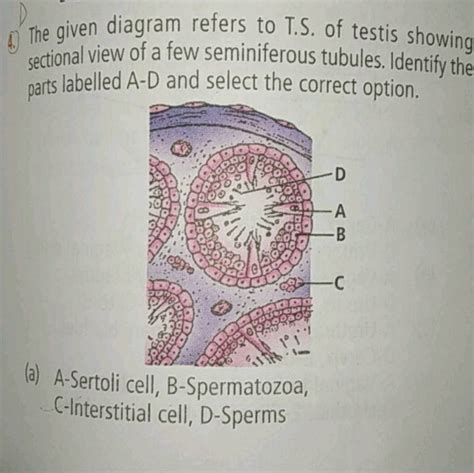 4 The Given Diagram Refers To T S Of Testis Showing Sectional View Of A