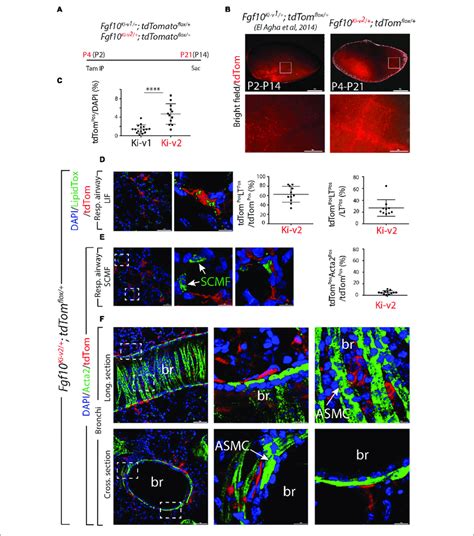 Fgf10 Pos Cells Labeled After Birth Do Not Contribute Significantly