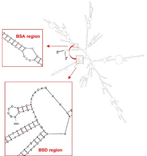 A Predicted Structure Of The Human Ccn2 Mrna The 3′ Segment Of The