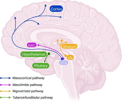 Dopaminergic Pathways In The Brain Dopaminergic Pathways In The Brain