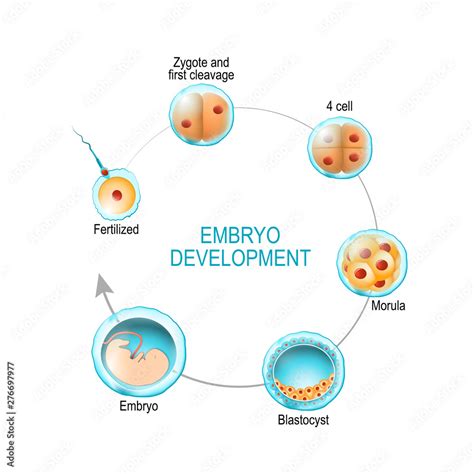 Embryo Development From Fertilization To Zygote Morula And Blastocyst