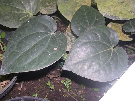 Pt Pusaka Jawa Andalas Medan Daun Sirih Hitam