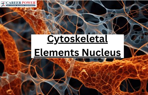 Cytoskeleton Definition Types Structure And Functions