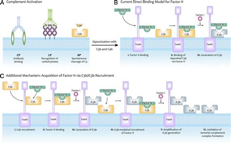 Model Of Yada Mediated Complement Evasion A Complement Is Activated