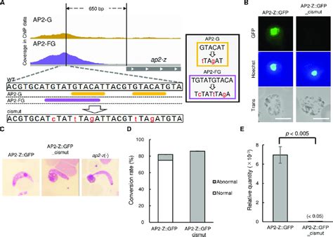 Transcriptional Activation Of Ap2 Z By Ap2 G And Ap2 Fg A