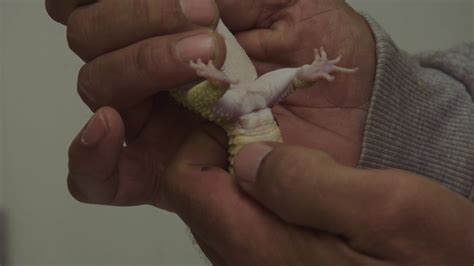 Leopard Gecko Sexing And Health Checks Youtube