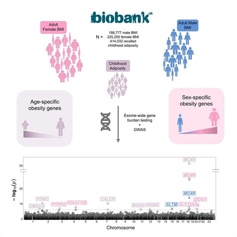 Unlocking The Genetic Puzzle Of Obesity Across Sexes And Ages