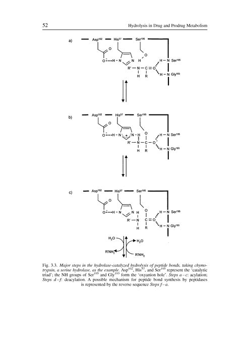 Hydrolysis Of Peptide Bonds Big Chemical Encyclopedia