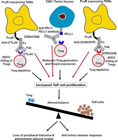 A Comprehensive Review On The Role Of Co Signaling Receptors And Treg