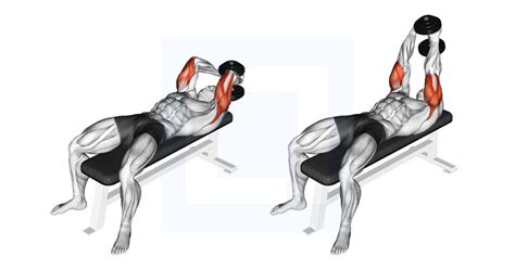 Dumbbell Seated Inner Biceps Curl Guide Benefits And Form