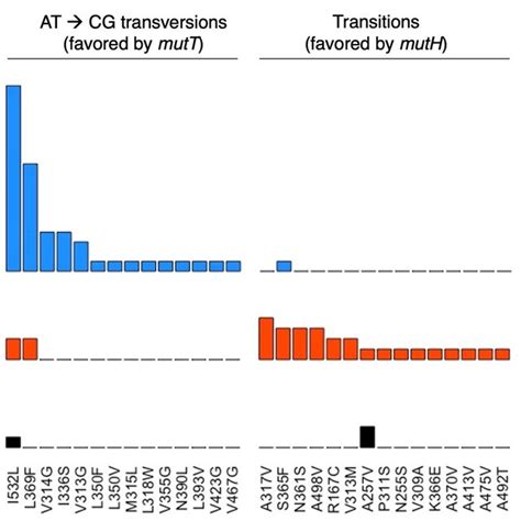 The Mutation Spectrum Shapes Adaptation Cefotaxime Resistant Variants
