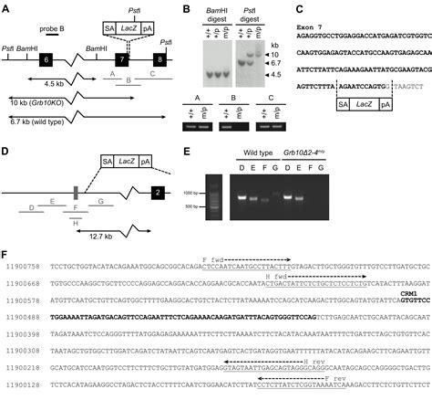 Developmental Programming Mediated By Complementary Roles Of Imprinted