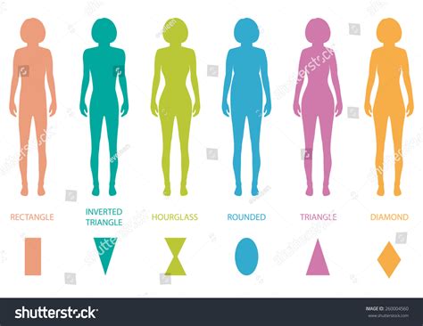 Female Body Types Anatomy Woman Front Figure Shape Vector Silhouette