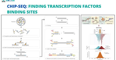 Chip Sequencing Biocode
