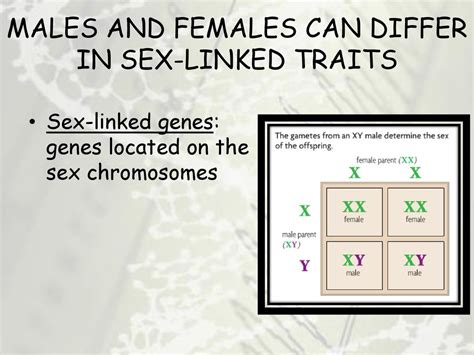 Extending Mendelian Genetics Ppt Download