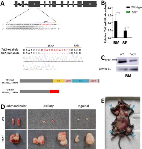 Figure 2 From Aberrant Alternative Splicing In U2af1 Tet2 Double Mutant