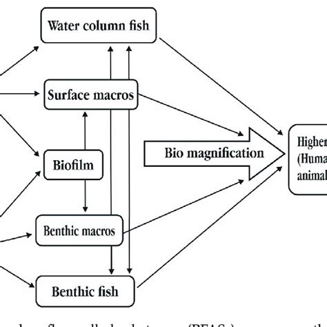Poly And Perfluoroalkyl Substances Pfass Exposure Pathways To Aquatic