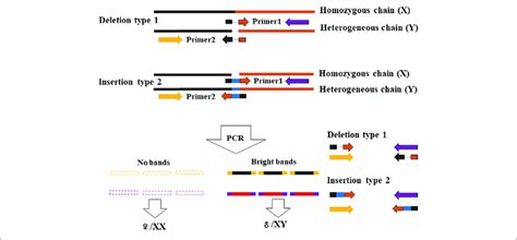 Schematic Diagram Of Design Principles Of The Sex Specific Marker