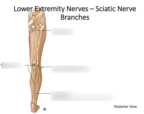Lower Extremity Nerves Posterior Diagram Quizlet