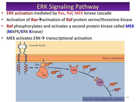 Ppt Cell Signaling Ii Signal Transduction Pathways Powerpoint
