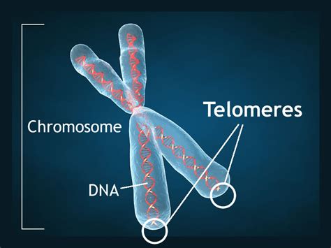 Telomeres Increase Longevity By Protecting Your Dna Foundation For