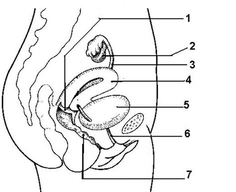 female reproductive system diagram labeled elegant female reproductive