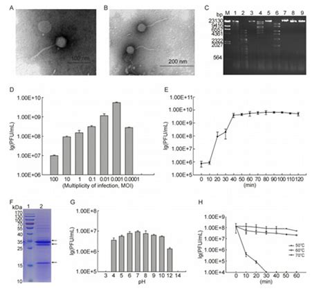 Isolation And Characterization Of A Lytic Bacteriophage φkp Lyy15 Of