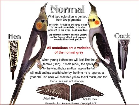 Male Or Female – Welcome To Cockatiel Me