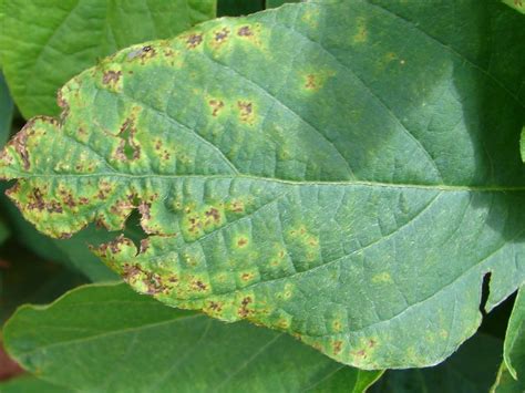 Identifying Common Soybean Diseases During Vegetative Growth