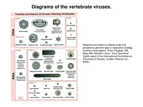 Ppt Virus Structure Classification And Replication Powerpoint