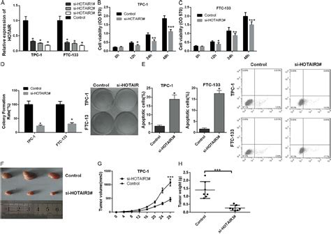 Figure 1 From The Long Non Coding Rna Hotair Promotes Thyroid Cancer