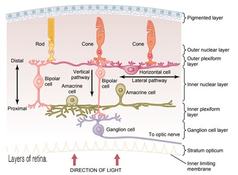 Anatomy And Function Of The Structural Elements Of The Retina