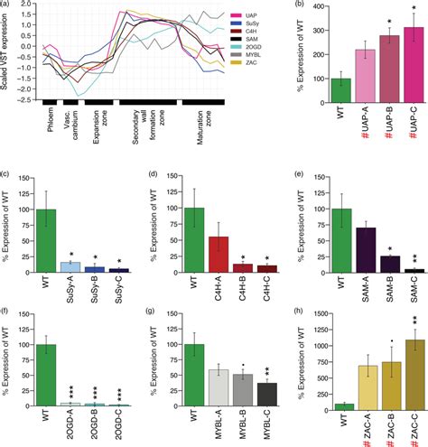 Analysis Of Target Gene Expression A Expression Pattern Of Target