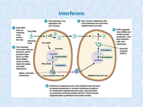 Ppt 9 Natural Killer Cells Their Characteristics And Function